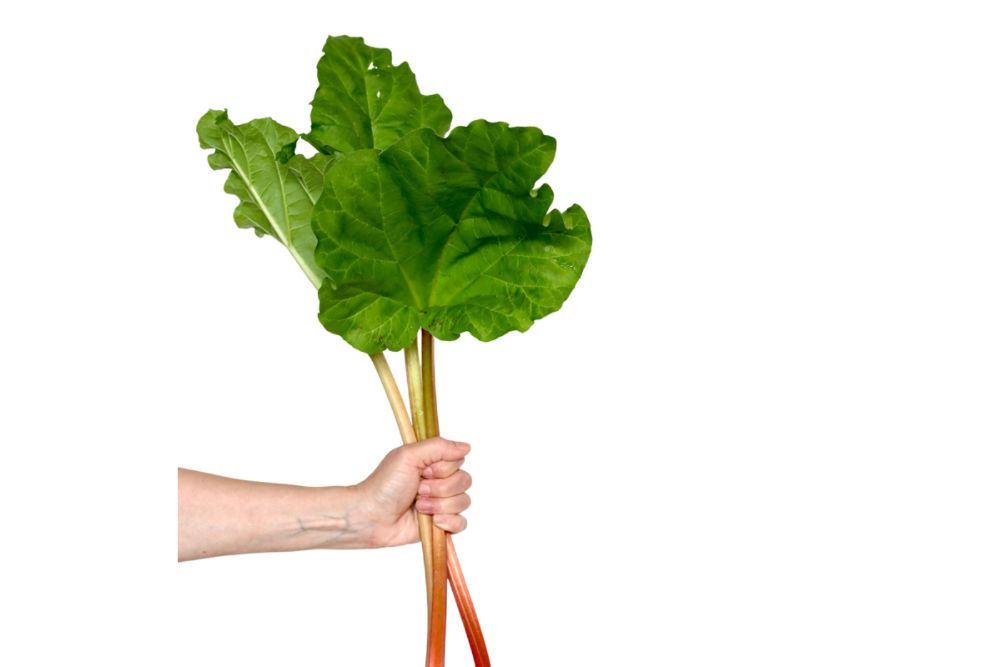 Sådan får du tidlige rabarber - og inspiration til at bage med rabarber ...